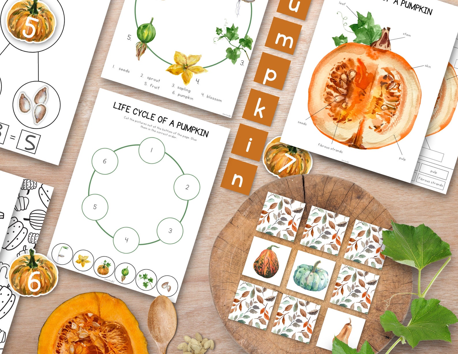 Pumpkin Unit Study Pumpkin Life Cycle Fall Montessori Unit - Etsy