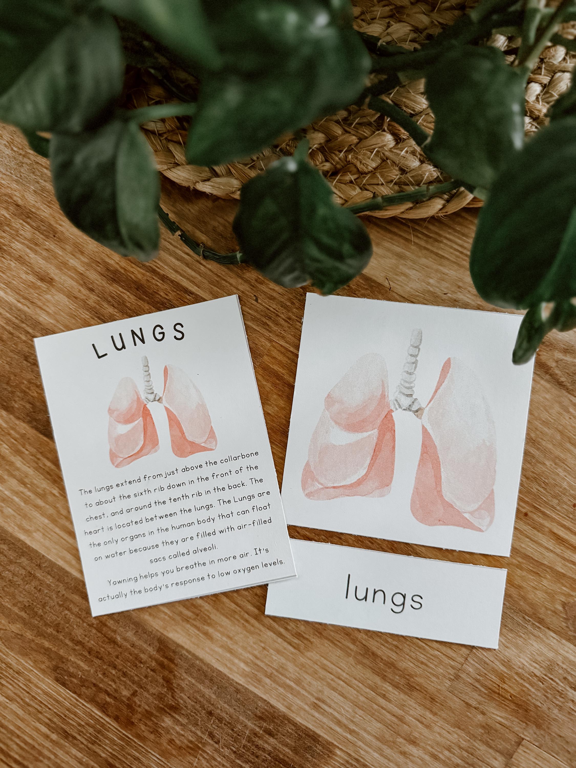 Human Organ 3 Part Flashcards , 3 Part Montessori Nomenclature Cards ...