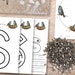 Bird Unit Study Bundle, Bird Study, Fall Montessori Unit, Nature ...