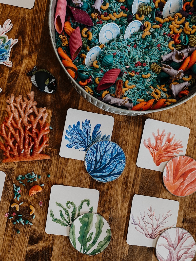 Coral Reef Activity Unit, Ocean Study Unit, 3 Part Flashcards ...
