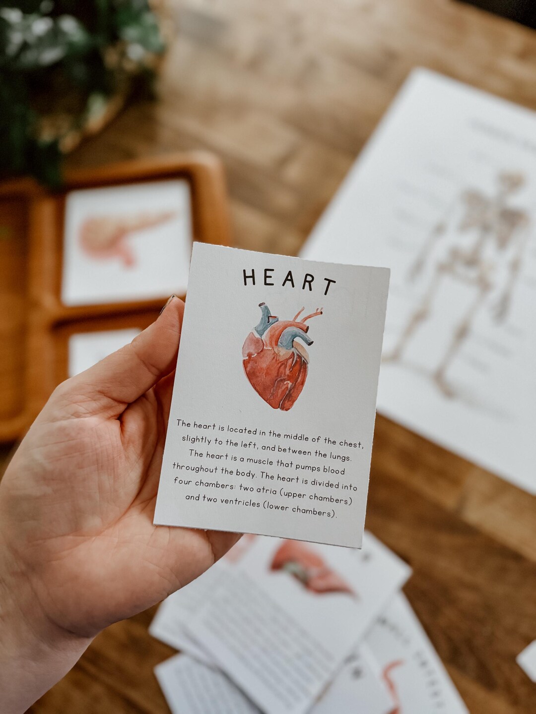 Human Organ 3 Part Flashcards , 3 Part Montessori Nomenclature Cards ...