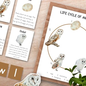 Owl Mini Unit Study Bundle, Owl Study, Fall Montessori Unit, Nature ...