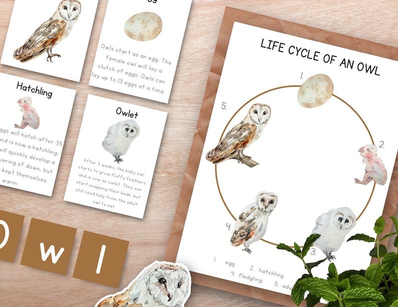 Owl Mini Unit Study Bundle Owl Study Fall Montessori Unit - Etsy