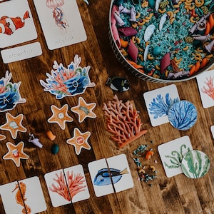 Coral Reef Activity Unit, Ocean Study Unit, 3 Part Flashcards ...