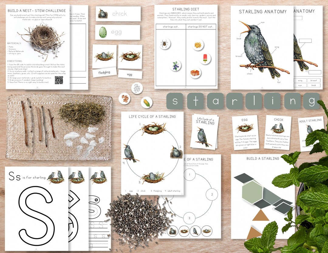 Bird Unit Study Bundle, Bird Study, Fall Montessori Unit, Nature ...