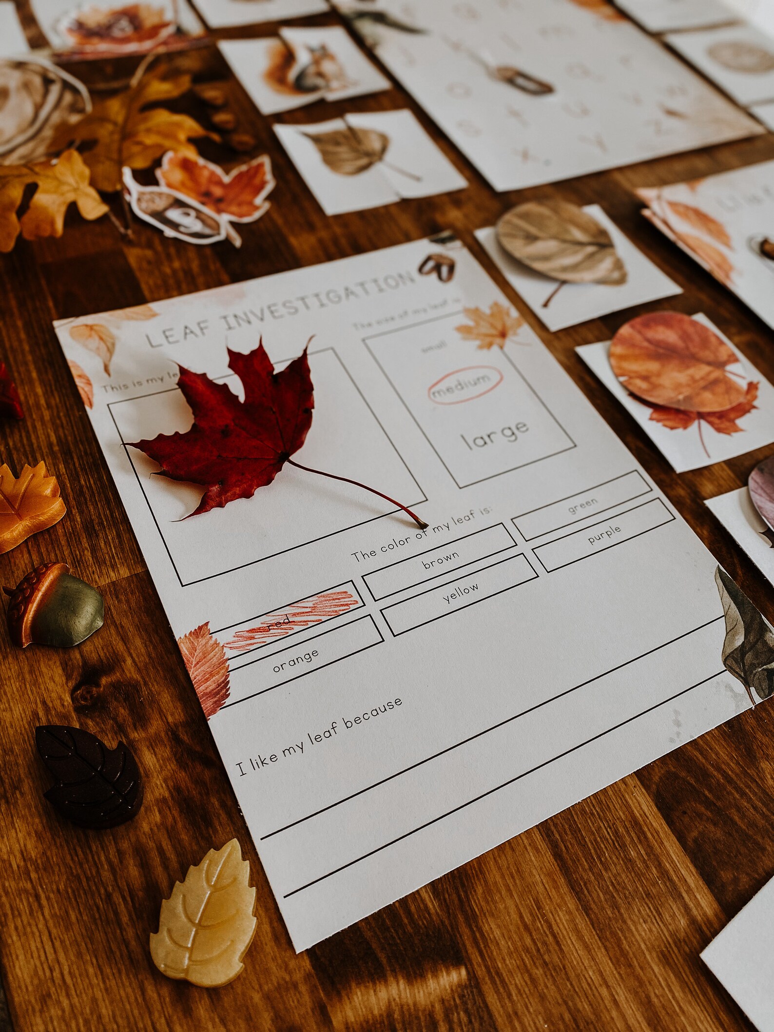 Leaf Activity Unit, Leaf Montessori Unit, Nature Flashcards, Homeschool ...