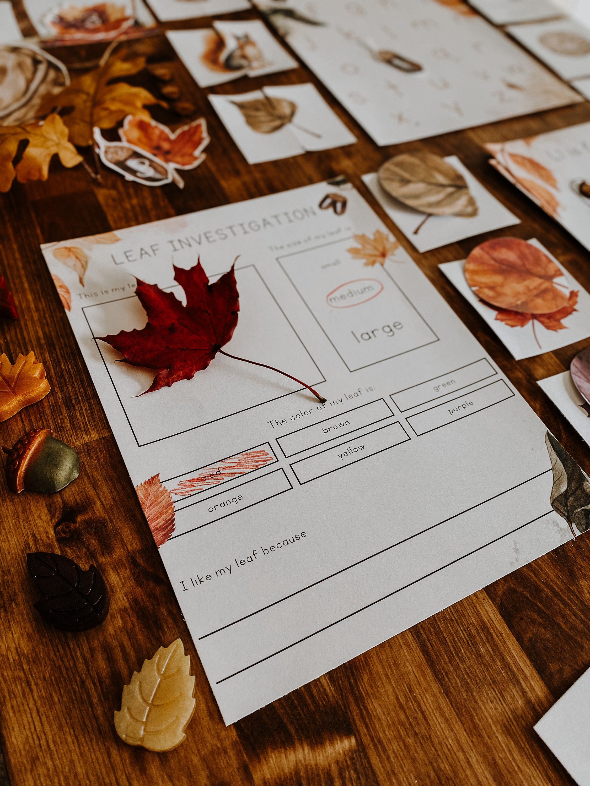 Leaf Activity Unit, Leaf Montessori Unit, Nature Flashcards, Homeschool ...