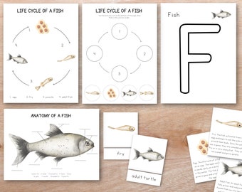 Fish Life Cycle and Anatomy Mini Unit Fish Preschool Pack - Etsy