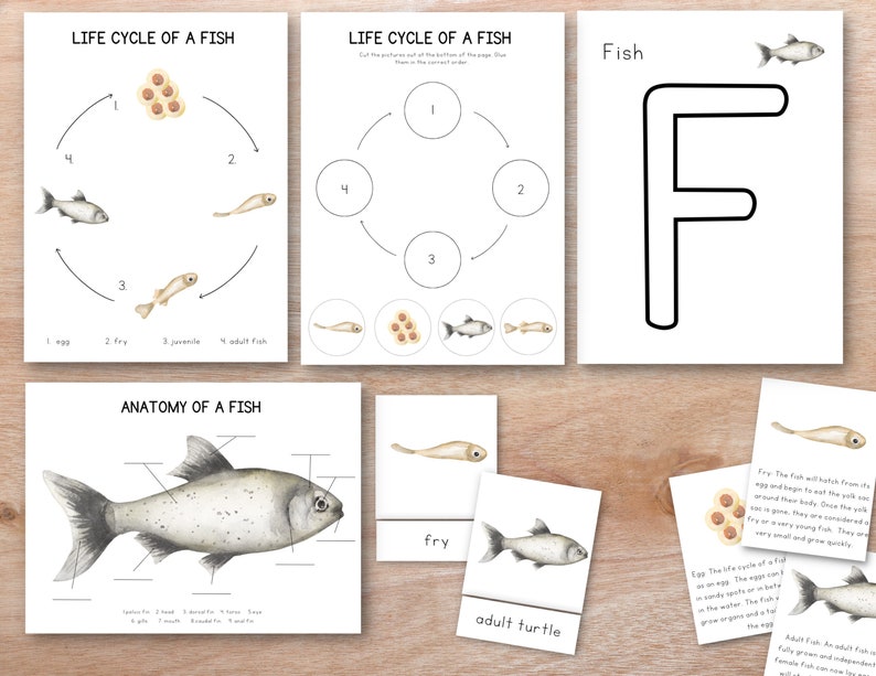 Fish Life Cycle Nature Unit Study Montessori 3 Part Cards - Etsy