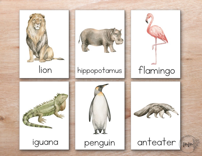 Zoo Animal 3 Part Montessori Nomenclature Cards for Kids Zoo | Etsy