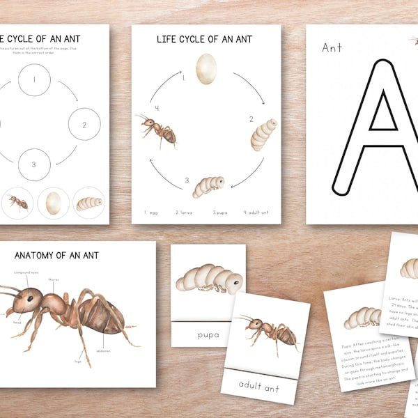 Montessori Ant - Etsy