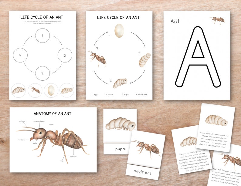 Ant Unit Study Bundle Nature Study Homeschool Learning - Etsy