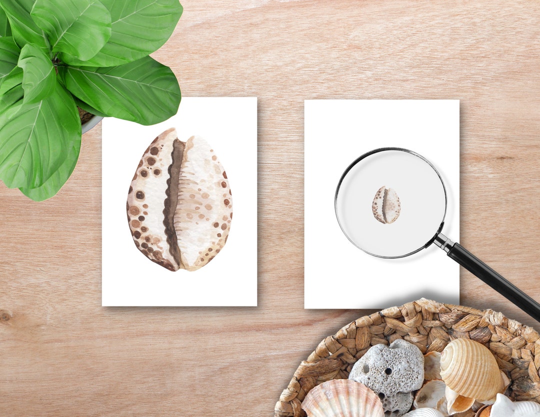 Seashell Magnifying Match Activity, Montessori Summer Activity, Hands ...