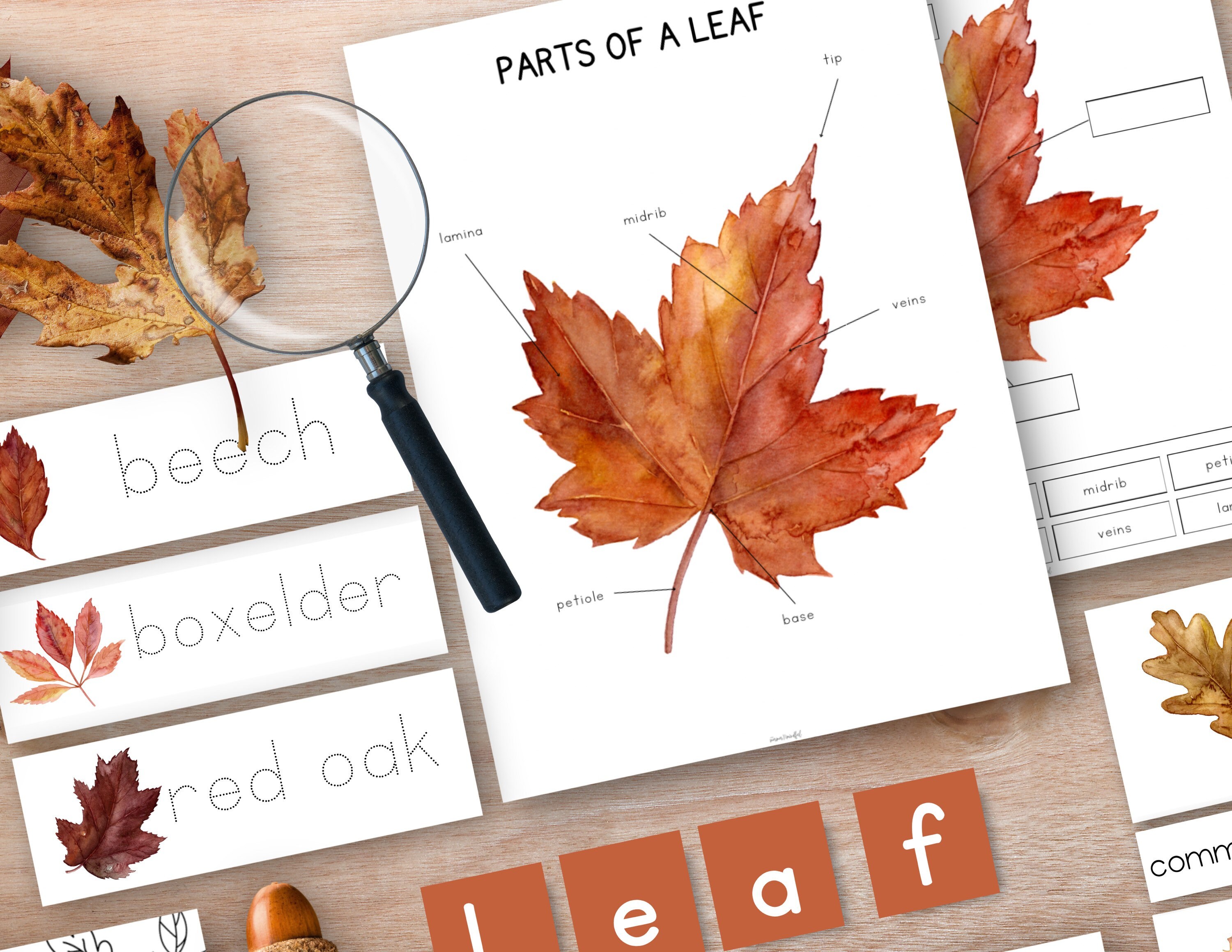 Fall Unit Study Bundle, Leaves Unit Study, Homeschool Learning ...