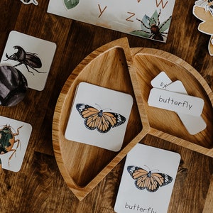Bug Activity Unit, Insect Montessori Unit, Nature Flashcards ...
