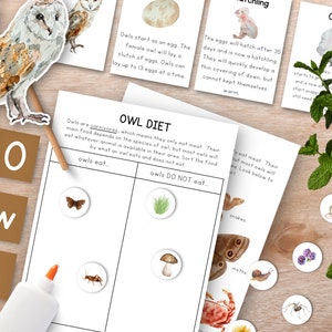 Owl Unit Study Bundle, Owl Study, Fall Montessori Unit, Nature ...