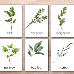 Garden Herbs 3 Part Flashcards, Garden Flashcards, Preschool Garden ...