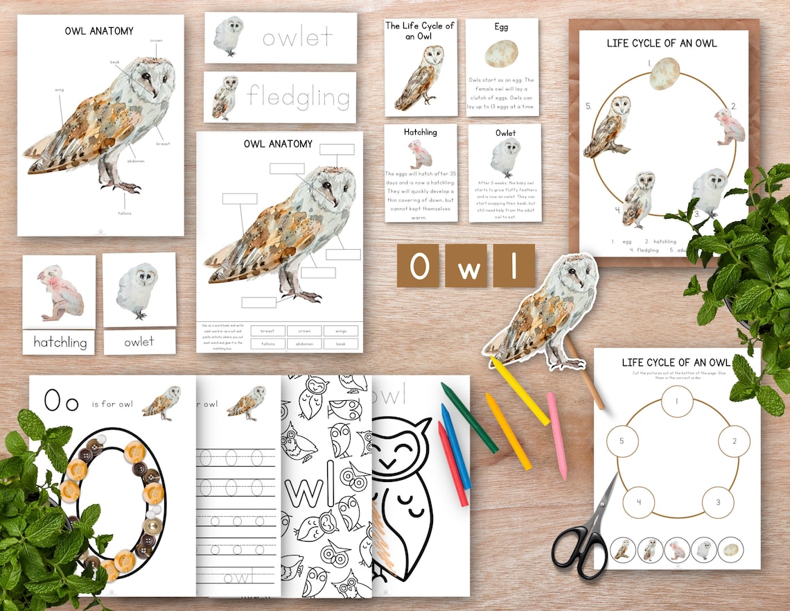 Owl Mini Unit Study Bundle Owl Study Fall Montessori Unit - Etsy