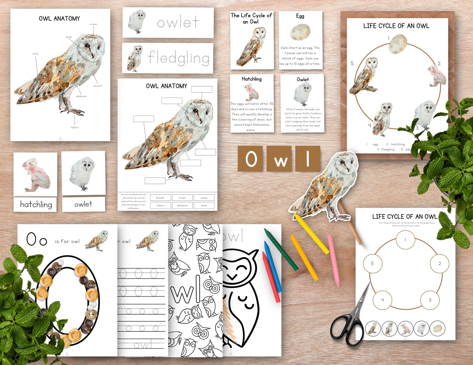 Owl Mini Unit Study Bundle Owl Study Fall Montessori Unit - Etsy