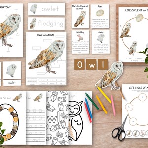 Owl Mini Unit Study Bundle, Owl Study, Fall Montessori Unit, Nature ...