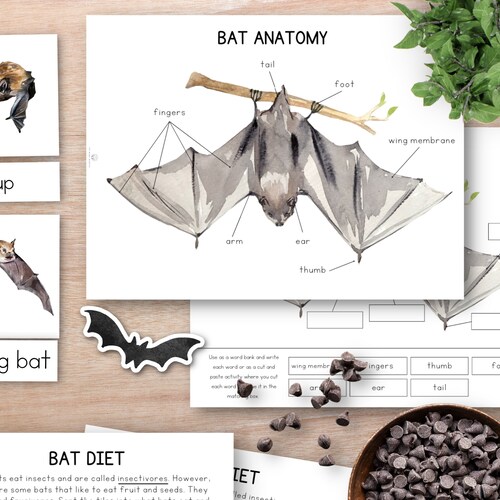 Bat Unit Study Bundle Bat Study Bat Life Cycle Fall - Etsy