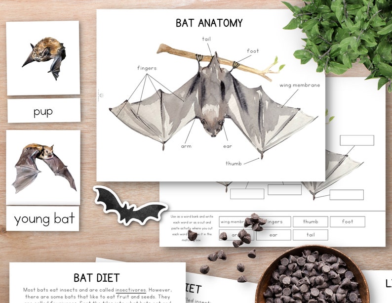 Bat Unit Study Bundle Bat Study Bat Life Cycle Fall - Etsy