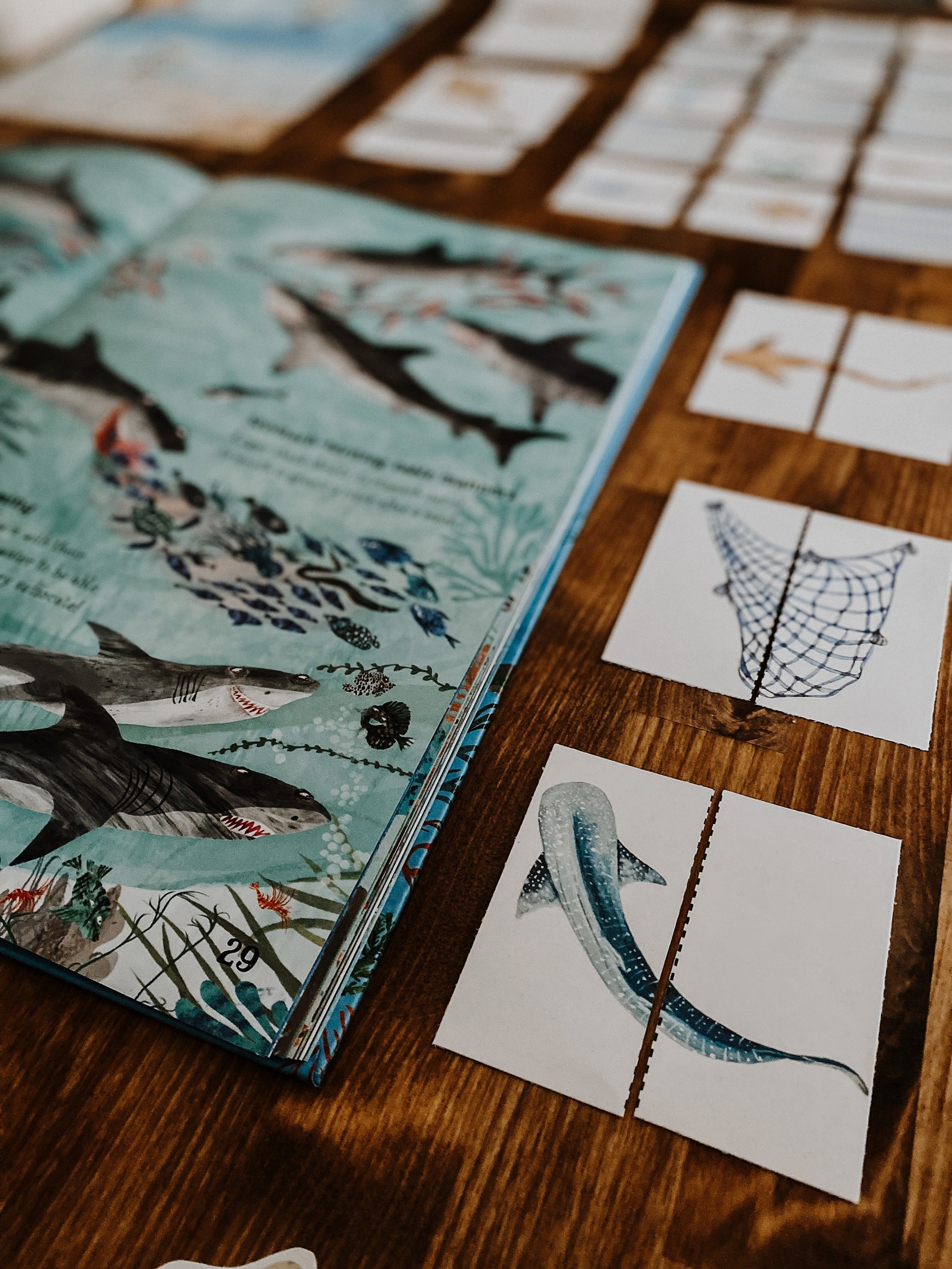 Shark Activity Unit, Shark Study Unit, 3 Part Flashcards, Homeschool ...