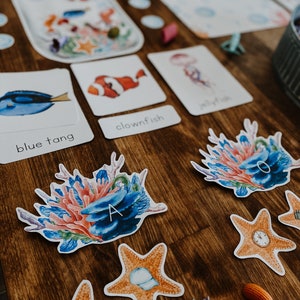 Coral Reef Activity Unit, Ocean Study Unit, 3 Part Flashcards ...