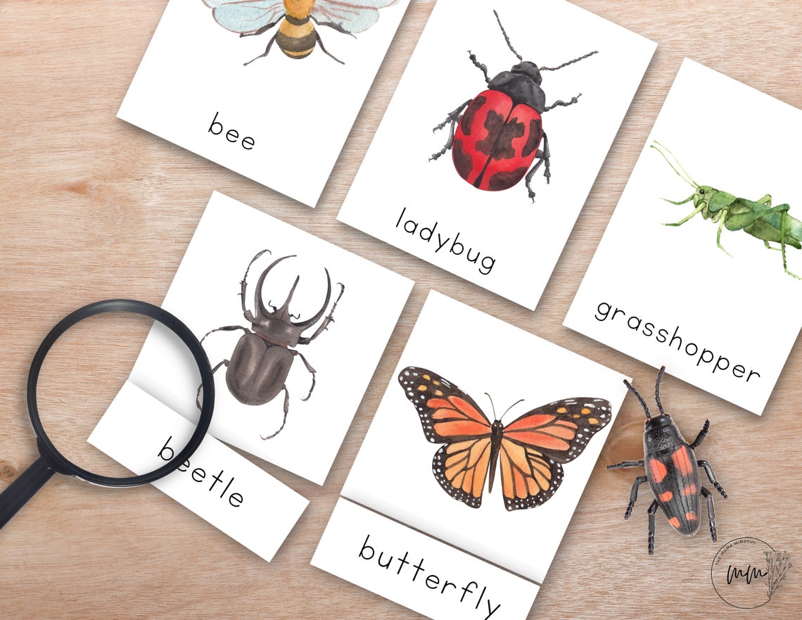 INSECT Nomenclature 3 Part Montessori Spring Flash Cards | Etsy