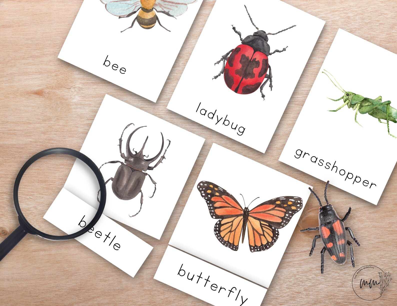 INSECT Nomenclature 3 Part Montessori Spring Flash Cards | Etsy
