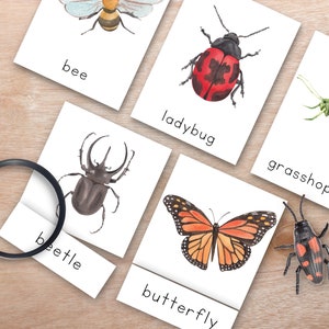 INSECT Nomenclature 3 Part Montessori Spring Flash Cards Printable PDF ...
