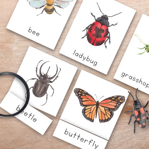 INSECT Nomenclature 3 Part Montessori Spring Flash Cards - Etsy