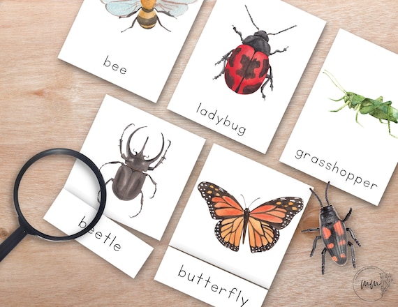 INSECT Nomenclature 3 Part Montessori Spring Flash Cards | Etsy