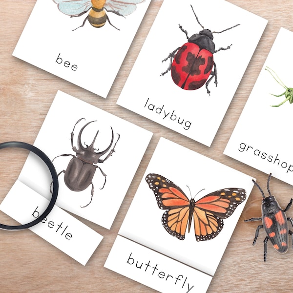 Bug Flash Cards - Etsy