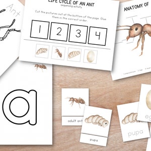 Ant Unit Study Bundle, Nature Study, Homeschool Learning Materials ...