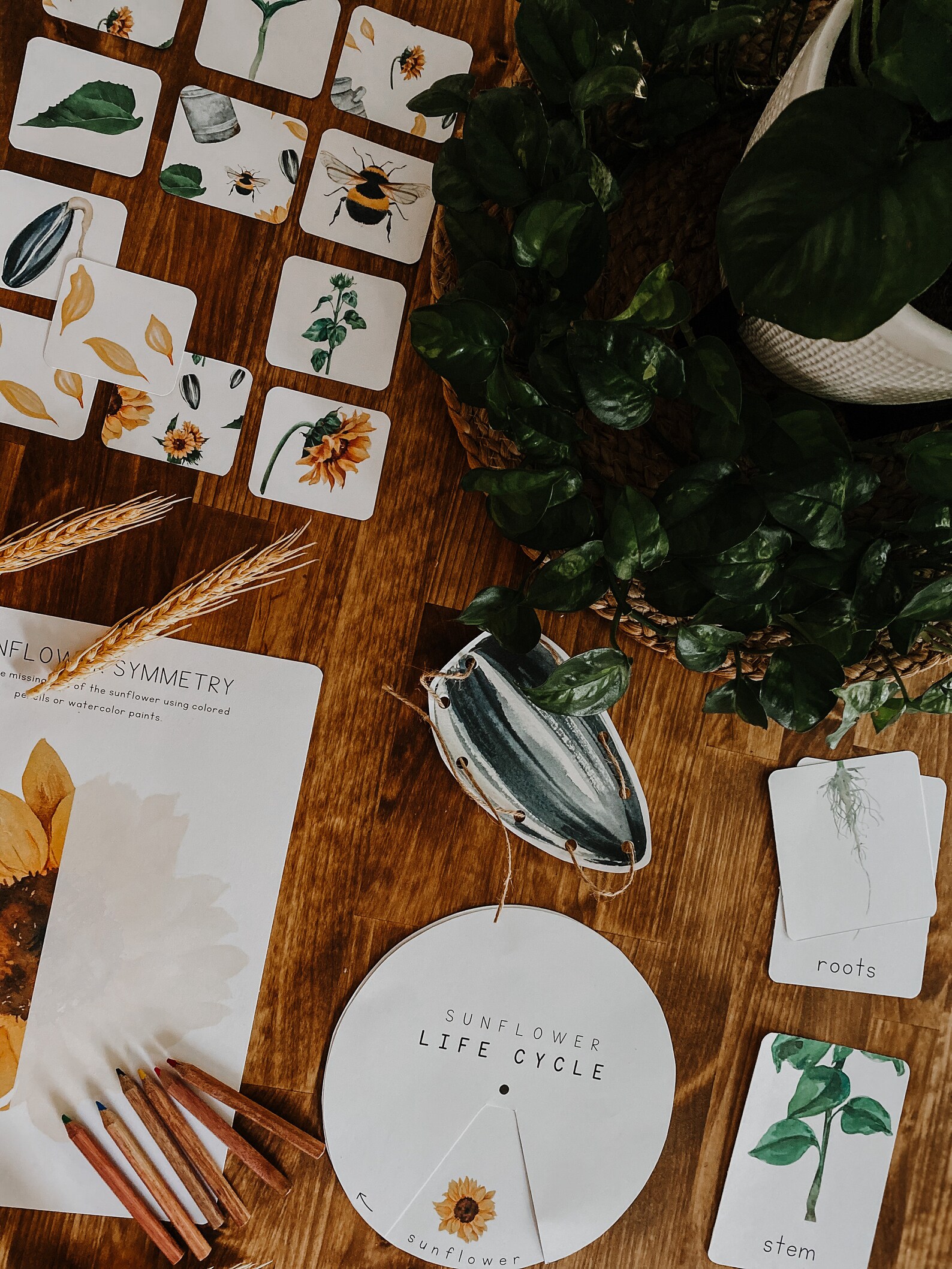 Sunflower Activity Unit, Sunflower Montessori Unit, Nature Flashcards ...