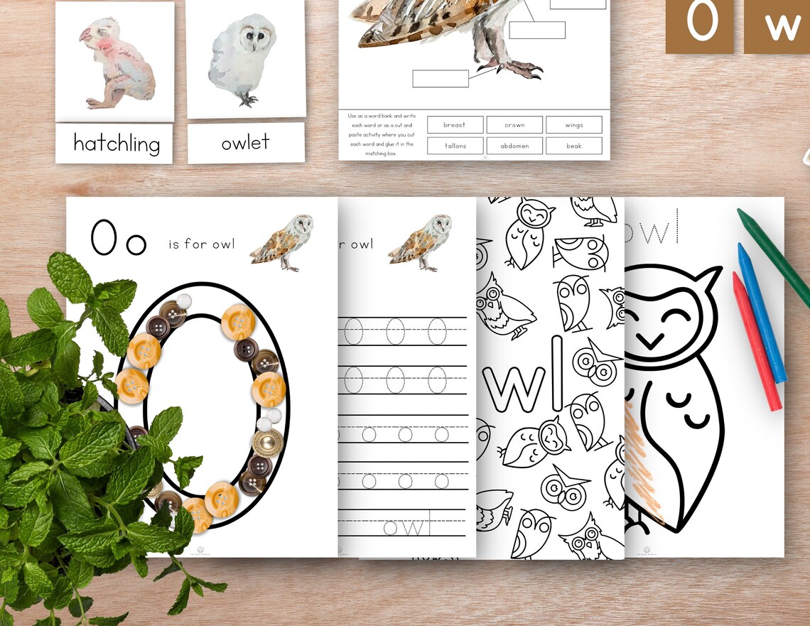 Owl Mini Unit Study Bundle Owl Study Fall Montessori Unit - Etsy