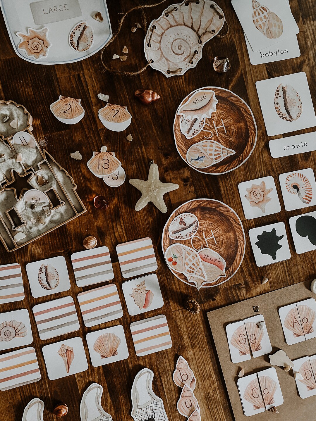 Seashell Unit Study, Ocean Study Unit, Seashell 3 Part Flashcards ...