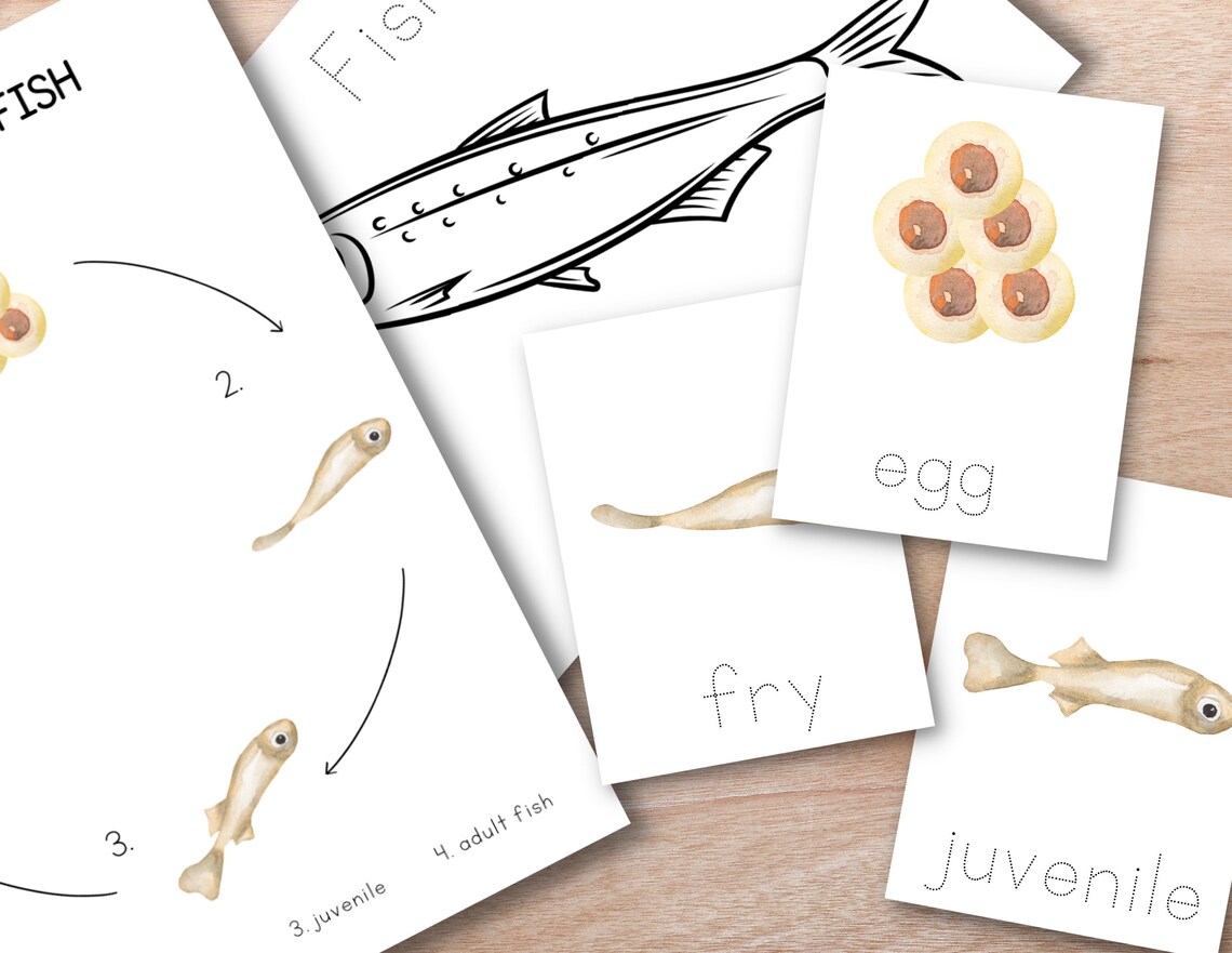 Fish Life Cycle Nature Unit Study Montessori 3 Part Cards - Etsy