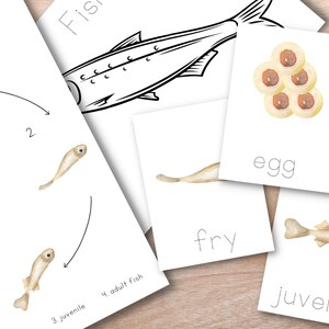Fish Life Cycle Nature Unit Study, Montessori 3 Part Cards, Life Cycle ...