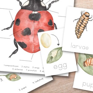 Ladybug Unit Study Bundle, Nature Study, Homeschool Learning Resource ...