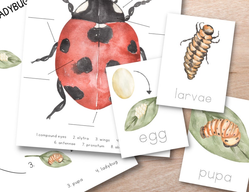 Ladybug Unit Study Bundle, Nature Study, Homeschool Learning Resource ...