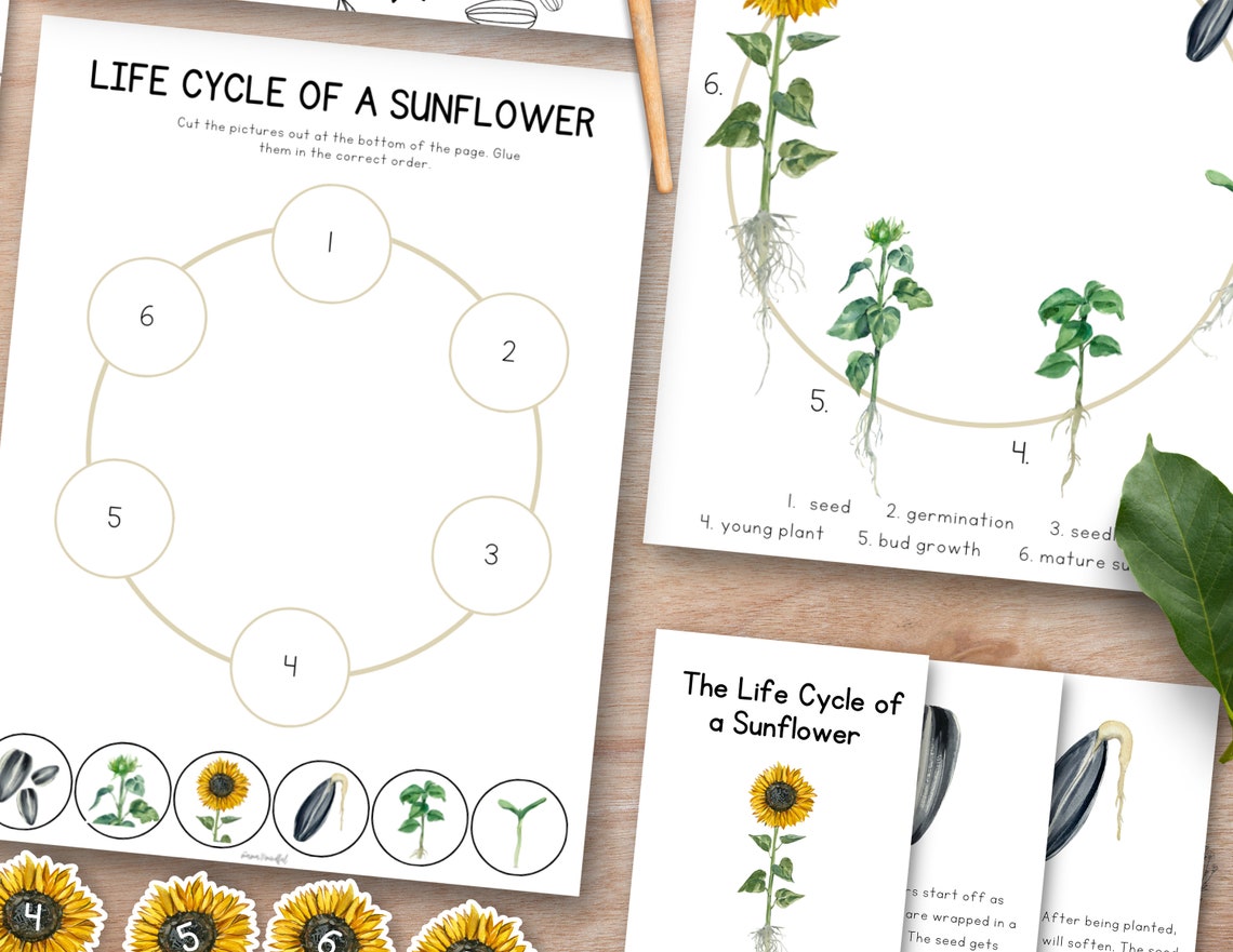 Sunflower Study Unit Nature Study Summer Montessori Unit - Etsy