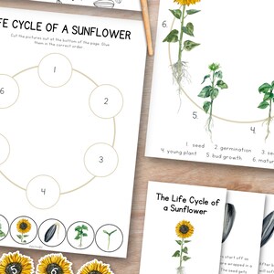 Sunflower Study Unit, Nature Study, Summer Montessori Unit, Nature ...