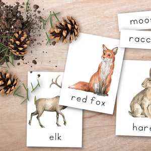 Forest Animal Flashcards Language Cards, 3 Part Montessori Nomenclature ...