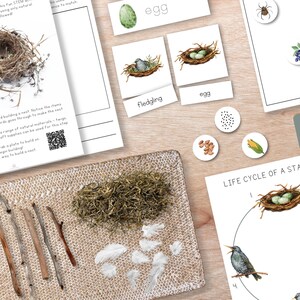 Bird Unit Study Bundle, Bird Study, Fall Montessori Unit, Nature ...