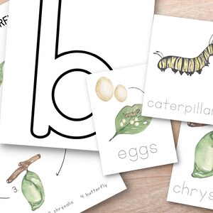 Butterfly Unit Study Bundle, Educational Posters, Nature Study ...