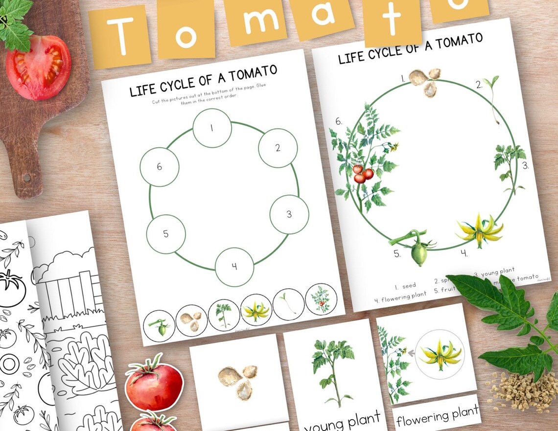 Tomato Study Unit Plant Life Cycle Nature Study Summer - Etsy