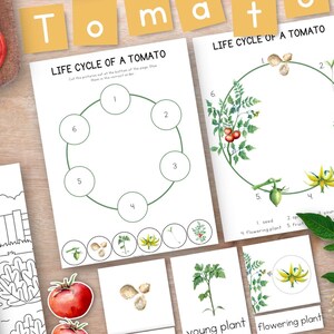 Tomato Study Unit, Plant Life Cycle, Nature Study, Summer Montessori ...