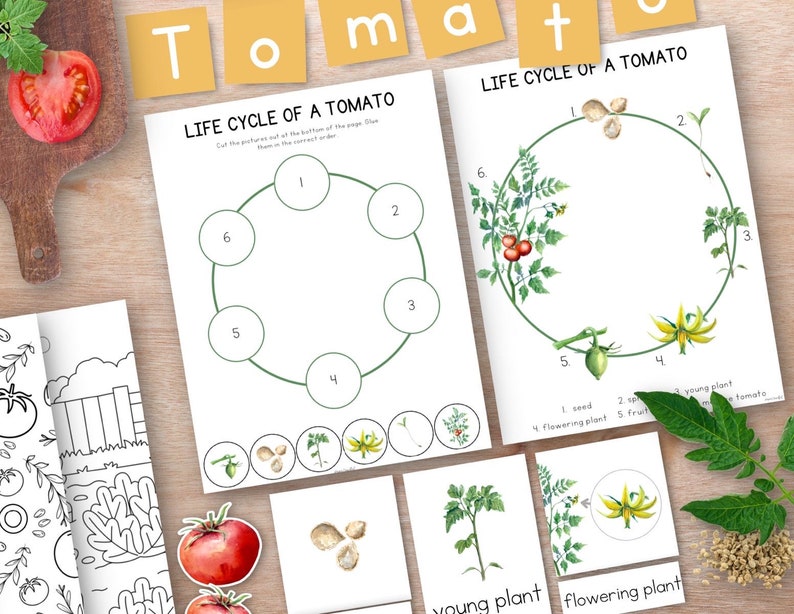 Tomato Study Unit Plant Life Cycle Nature Study Summer - Etsy